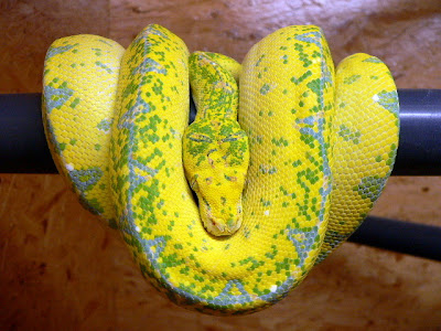 ANIMALS PLANET: Cute animal