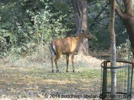 Buddhist Studies at the Karmapa International Buddhist Institute (KIBI ...