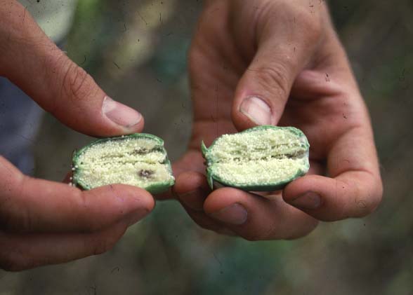 PIETRO TIMES: THAILANDIA - I POPOLI DELL'OPPIO