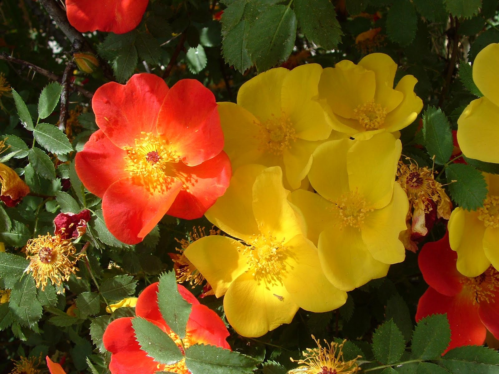 Flowerpedia: Rosa Foetida