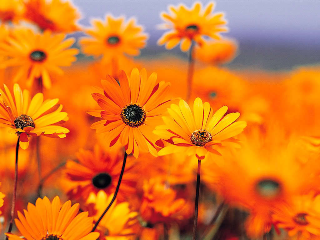 Orange Flowers ~ Flowers Wallpapers