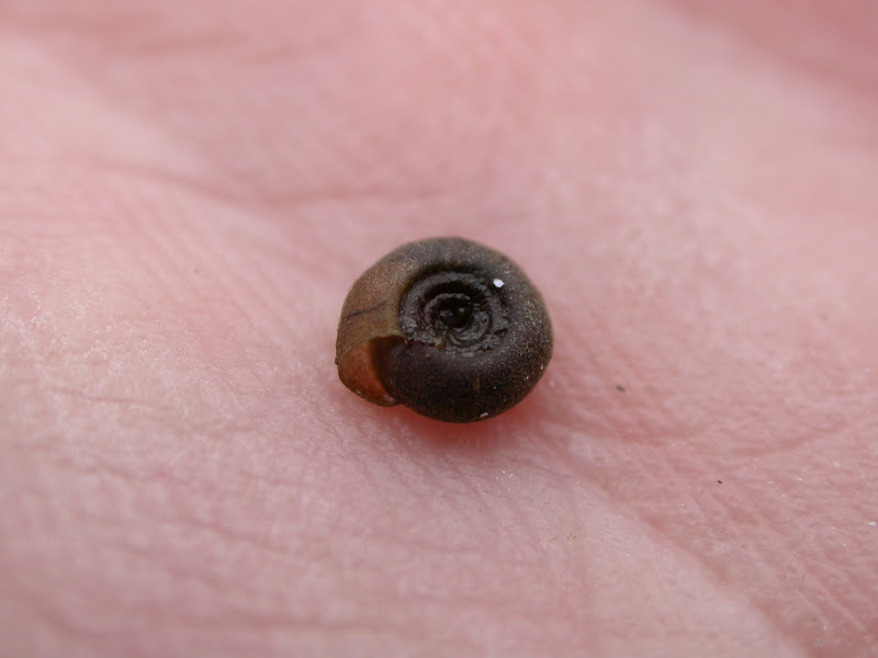 The Lyons Share: The League of Extraordinary Molluscs