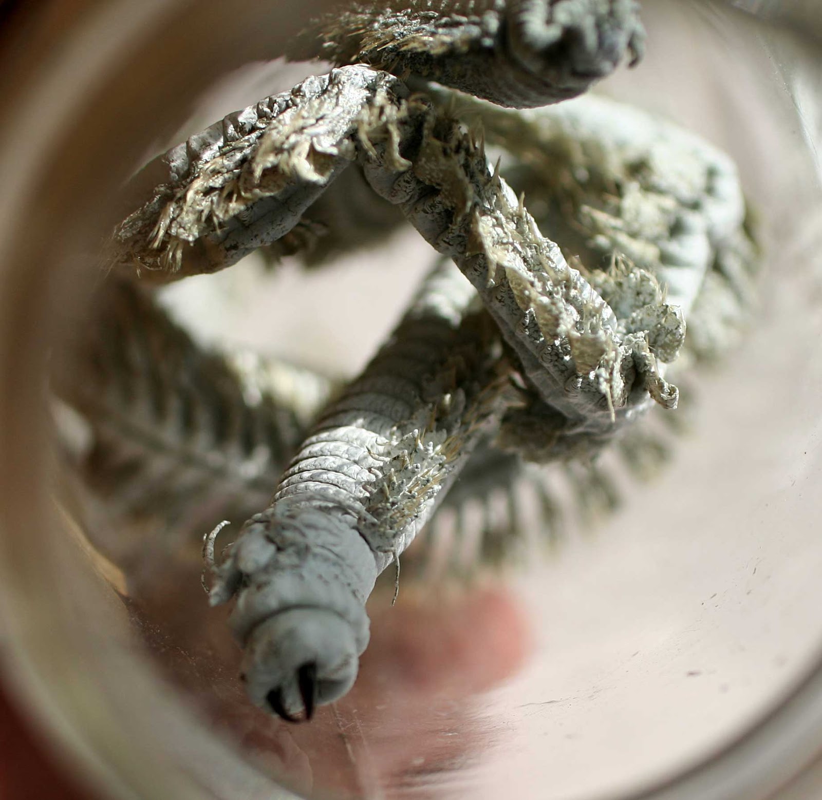 Louisville Fossils and Beyond: Dec 15, 2017