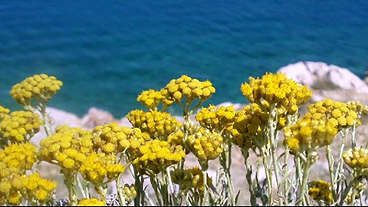 Bakini Savjeti: Smilje - biljka za ljepotu i mladolikost