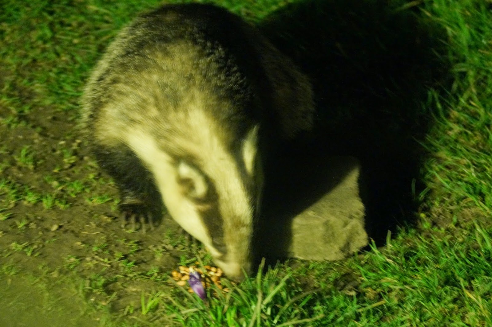 Wino Wendys Wildlife World : WWT Caerlaverock - part three - Green ...