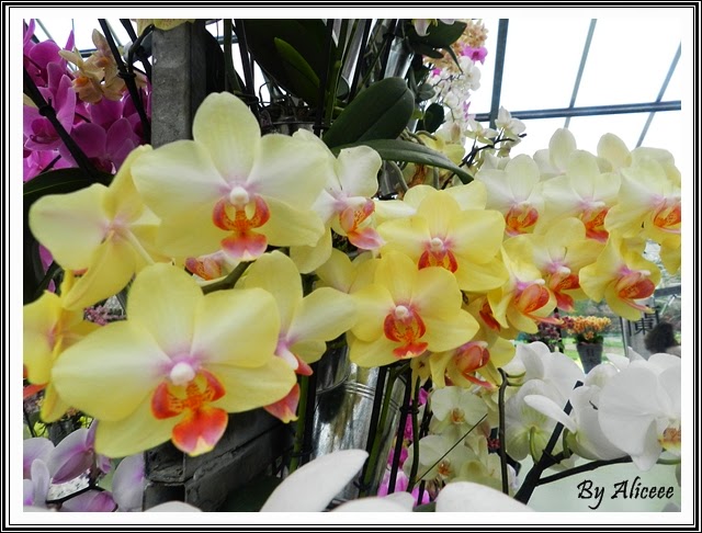 O vizita la Pavilionul cu Orhidee din Keukenhof Garden in 20 de imagini ...