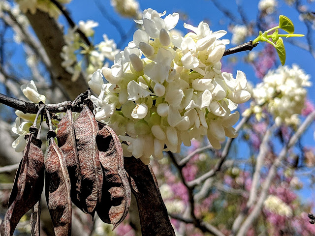 The Foraged Foodie: How to identify and forage redbud: early spring ...