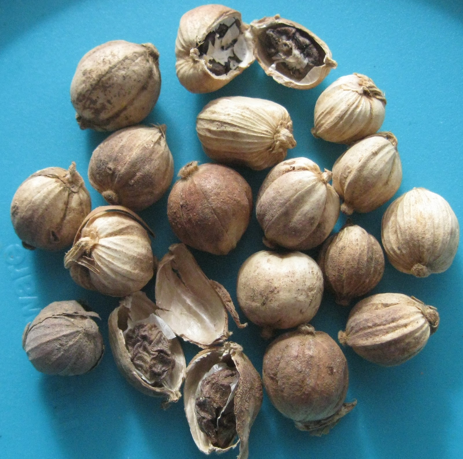 Kapulaga Manfaat - Di Lihat Yaaa.....