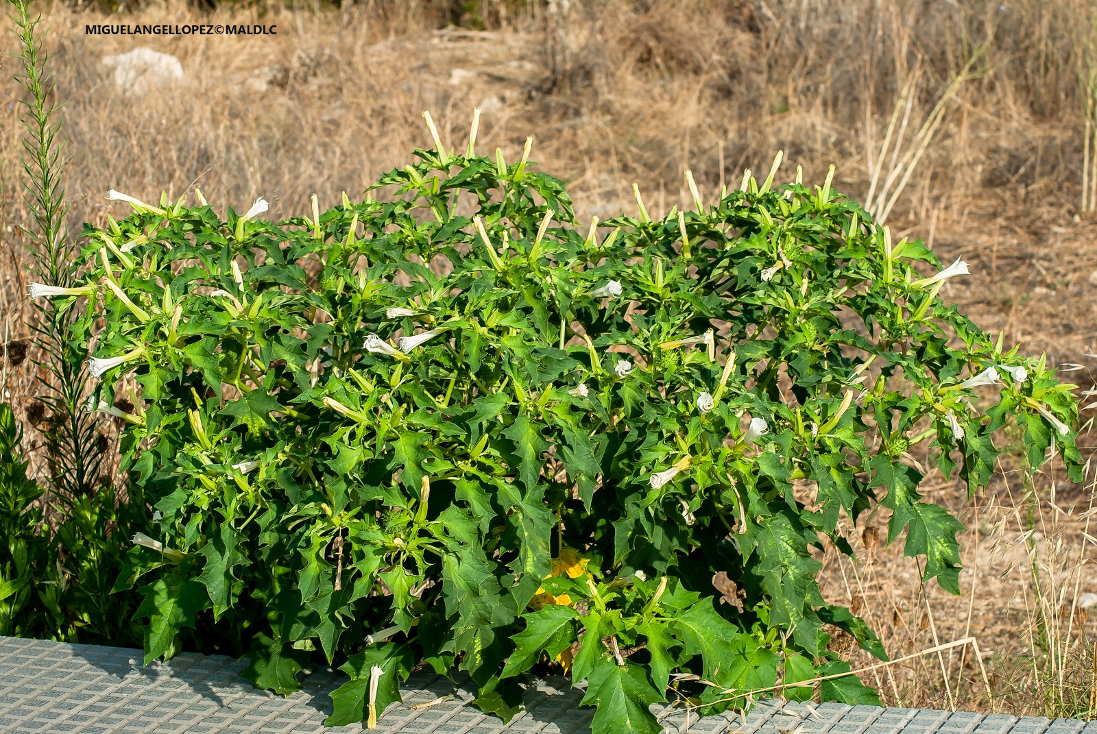 Perimetros--Flora y Fauna de Rota(Cadiz): Estramonio (Datura stramonium)