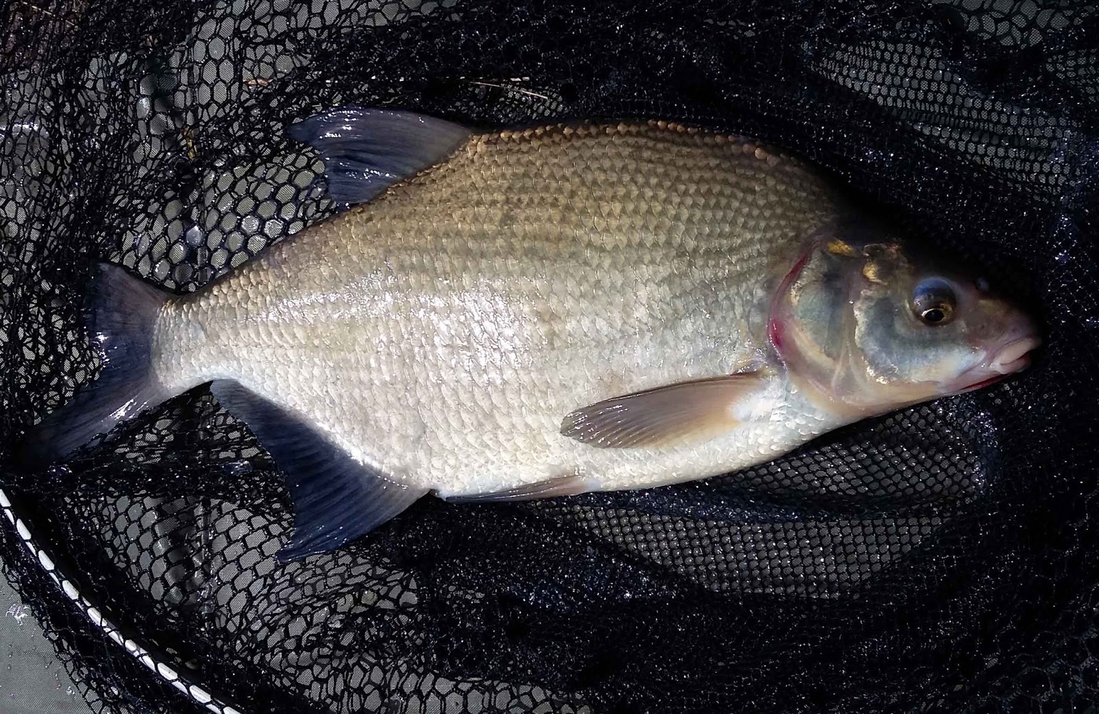 The Lure of Angling: Ryton's on the change.