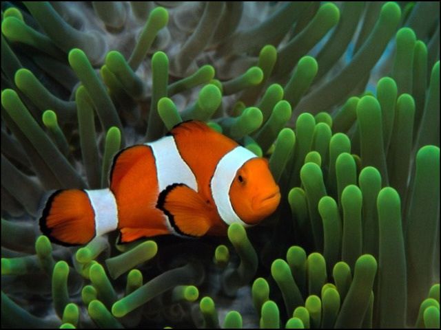 Gambar Ikan Badut Asli dan Kartun Unik Cantik serta Lucu