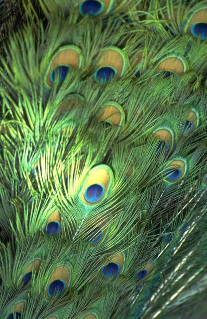 Nice and Beatifull Nature Images: Nice Picock