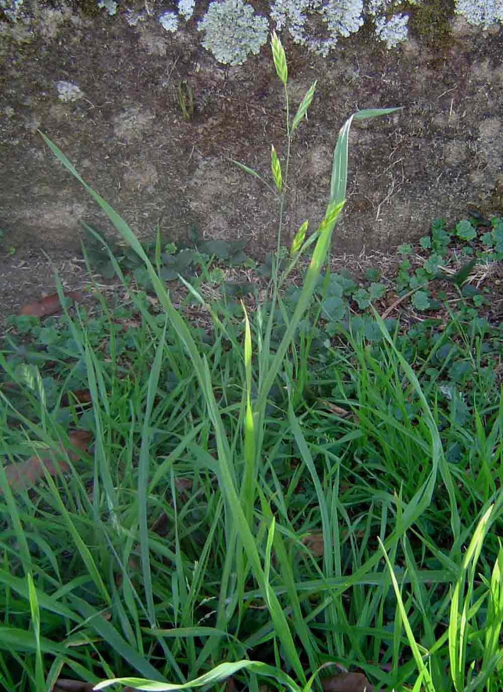 PLANTAS MEDICINALES: TRIGUILLO (Bromus catharticus Vahl.)