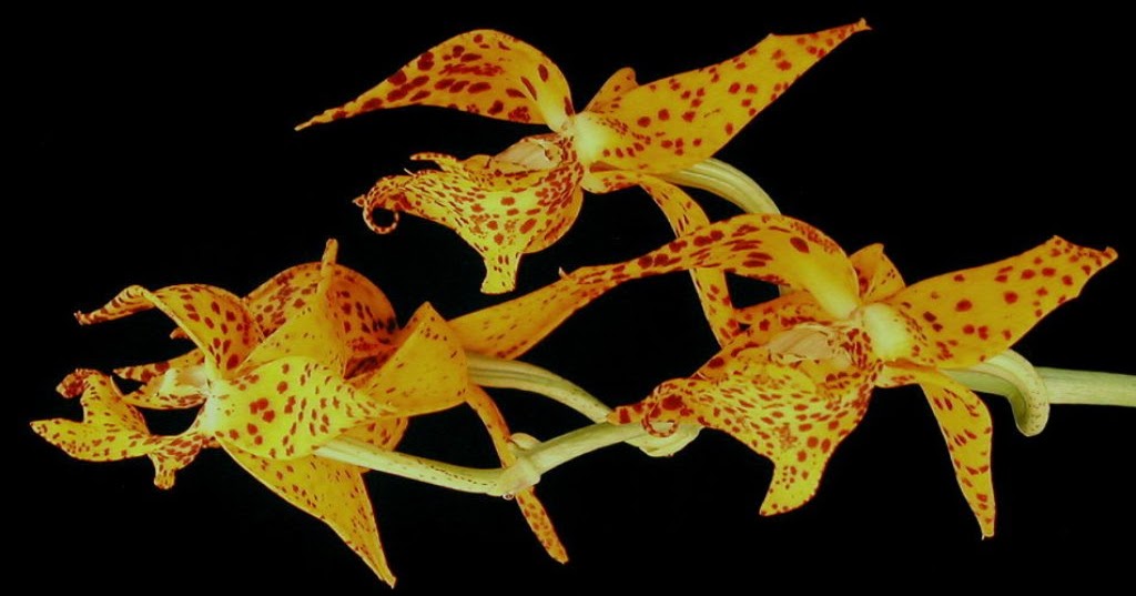 ORQUIDEAS MEXICANAS: Mormodes tuxtlensis