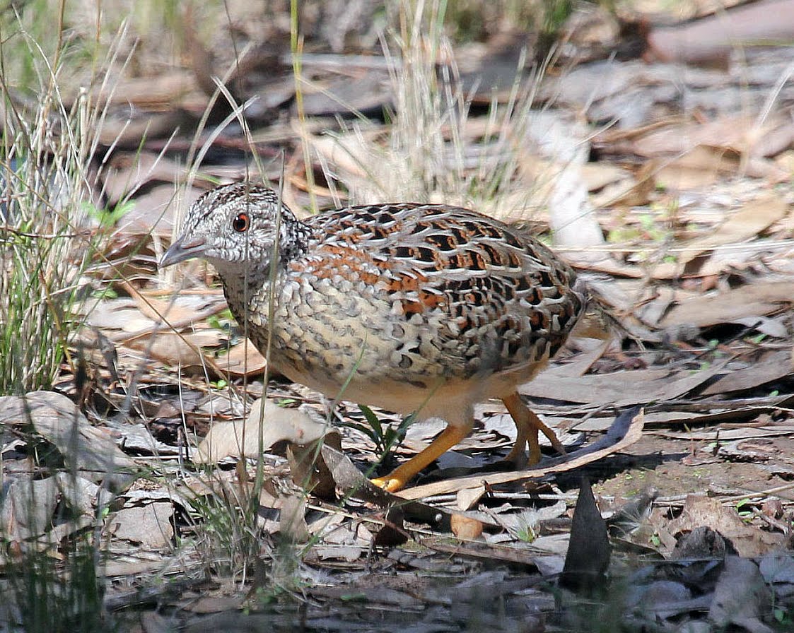 QUEENSLAND BIRDER - Birds and the natural world at home and away ...