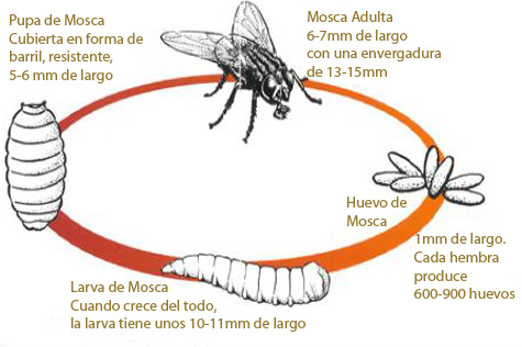 Control de Plagas en Sanidad Ambiental: ¿Dónde están las moscas en ...