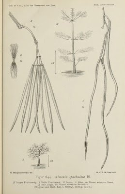 Pulai Gabus (Alstonia spatulata Blume)