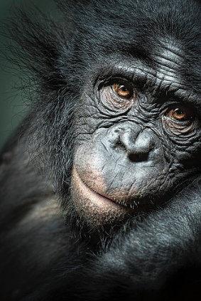 AUSTRALIAN FANTASY ADVENTURES: THE ADMIRABLE APE