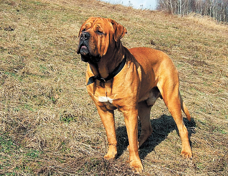 Fotos Estas son las 12 razas de perros peligrosos que se quiere ...