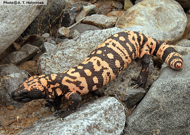 Gila Monster | Animal Wildlife