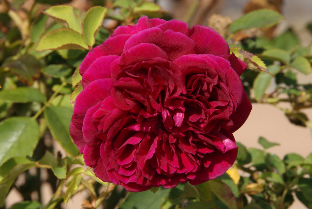 Organic Garden Dreams: October Roses