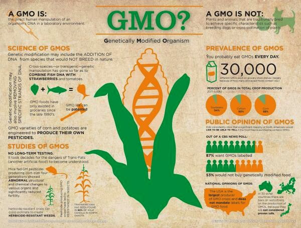 Bahaya Makanan GMO (Produk Hasil Rekayasa Genetika) dan Monsanto ...