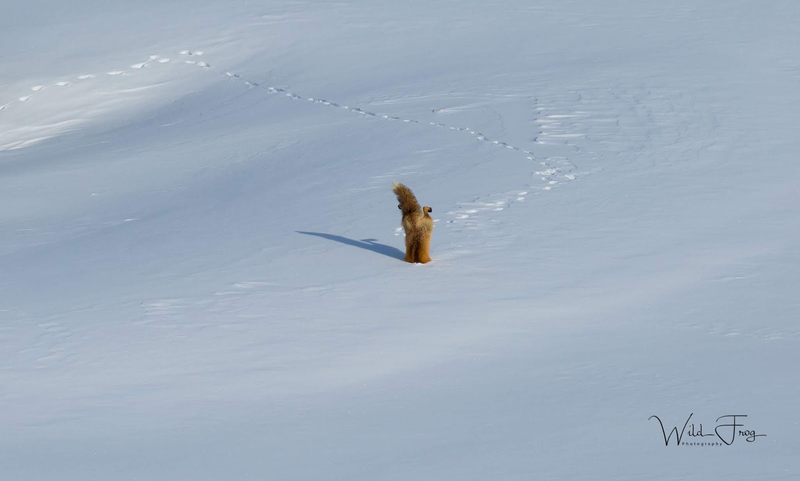 WildFrog Photography | Travel and Wildlife blog