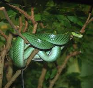 sikkahoder: MENGENAL JENIS ULAR DI INDONESIA