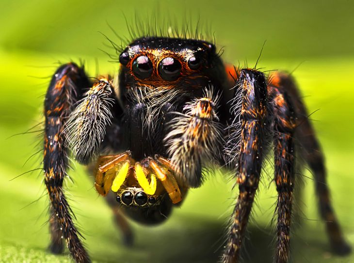 BEAUTY OF WILDLIFE: Real and Rare Photos Stock Of Insect Close Up Of ...