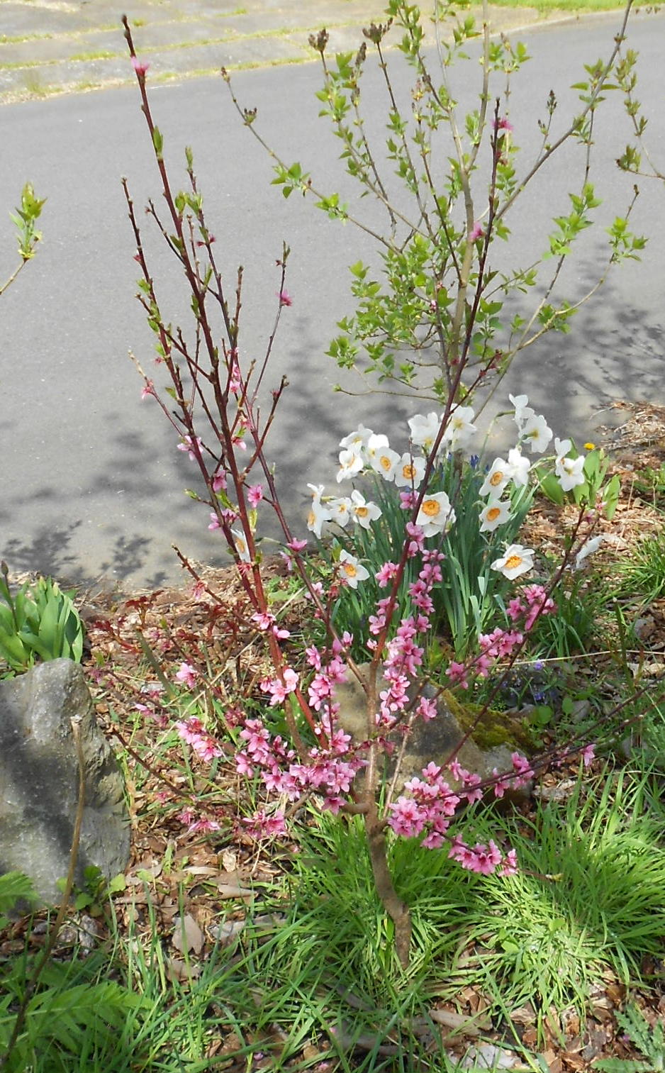 Daniel's Pacific NW Garden: More Fruit Trees. Backyard Orchard Culture.