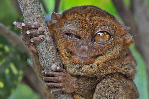 Zoo Animals: Funny Cute Tarsier New Photos/Images 2012