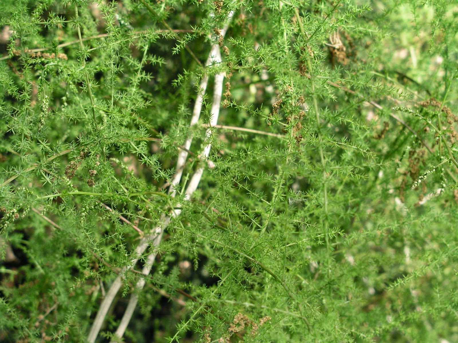 VIVA LA HORTICULTURA: ESPÁRRAGOS: FOTOS DE TRIGUEROS Y VERDES.