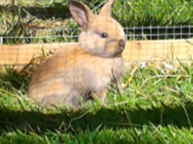 Rosehill Bed and Breakfast