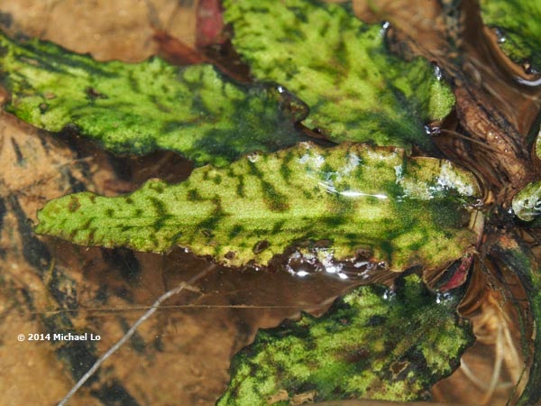 The rainforests of Borneo & Southeast Asia: Cryptocoryne auriculata ...