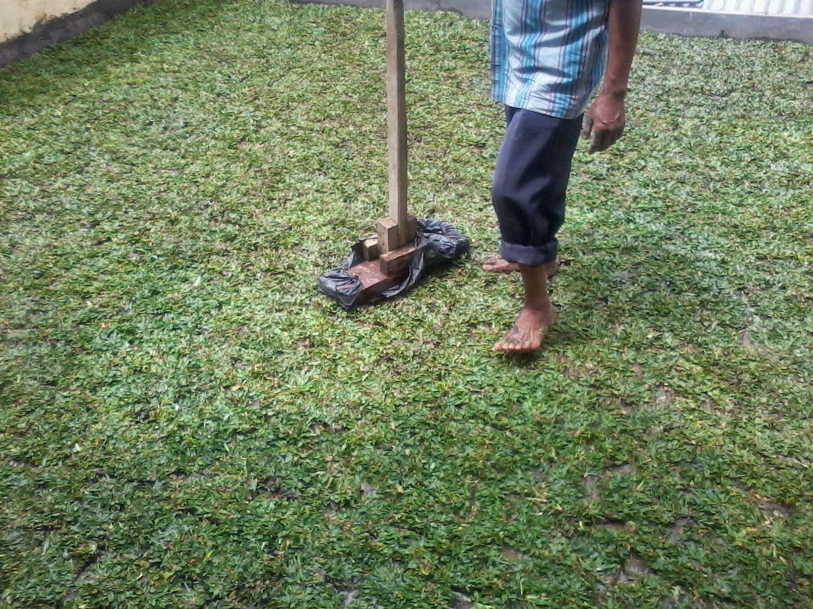 CARA MENANAM dan MERAWAT RUMPUT GAJAH MINI BESERTA HARGA RUMPUT GAJAH ...