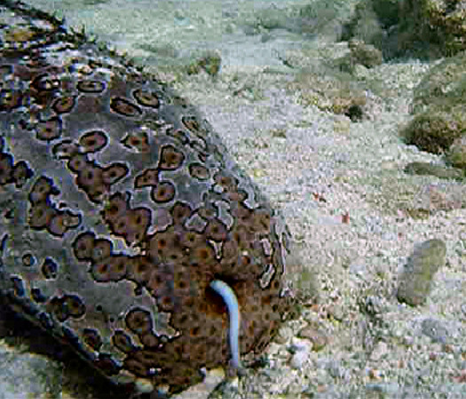 Virginia Tech Ichthyology Class : Exploring Pearlfishes (Carapidae) and ...