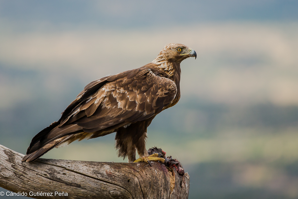 AGUILA REAL - Aquila Chrysaetos | Observatorio de la Naturaleza