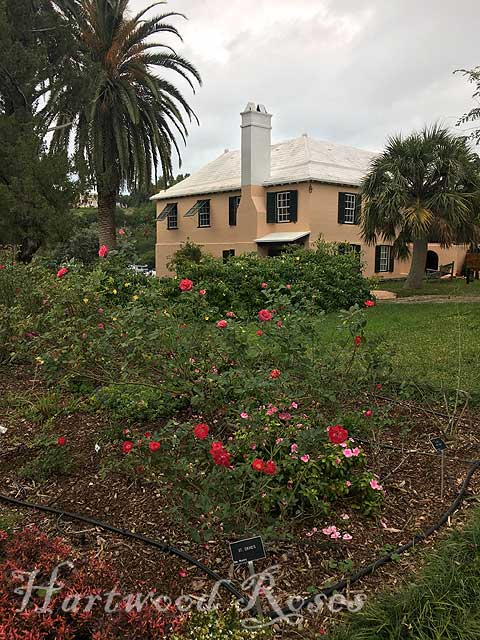 Hartwood Roses: Beautiful Bermuda