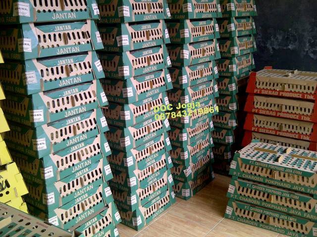 Haraga Doc Broiler dan Pejantan Murah | Distributor DOC Ayam Broiler