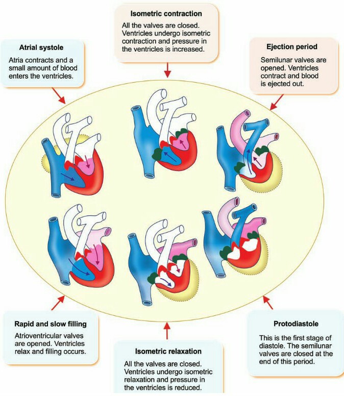 Cardiac cycle