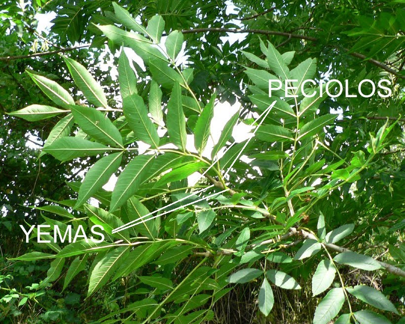 Á R B O L E S (T R E E S): Hojas simples y hojas compuestas