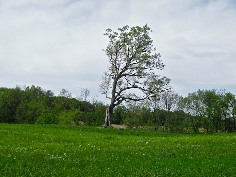Talk Stephen King: The Shawshank Tree