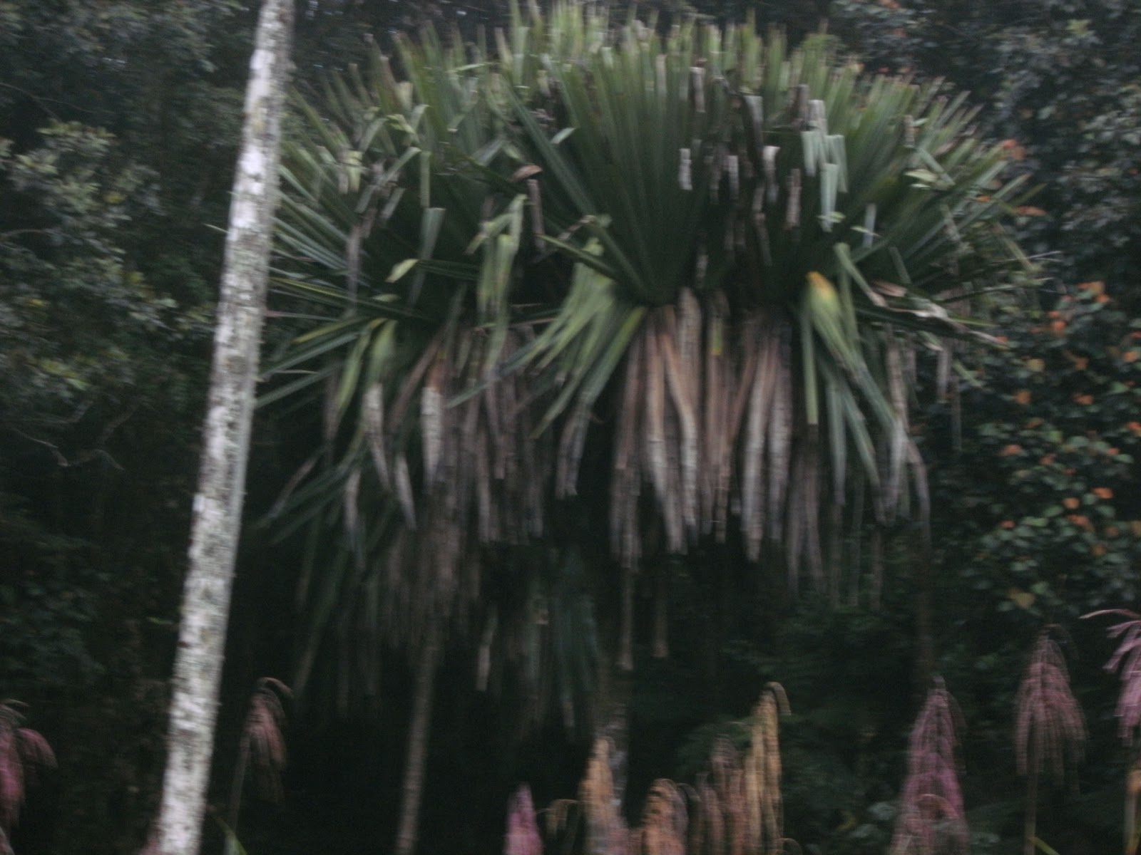 Last Karints in Pictures: Pandanus Nut (Karuka) Season
