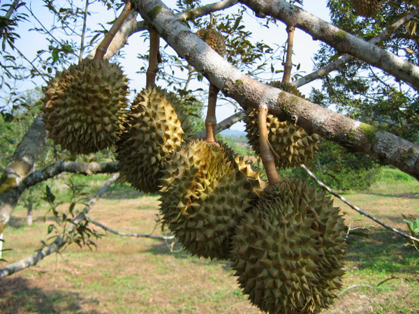 Durian Info: Pollination of Durian Flowers