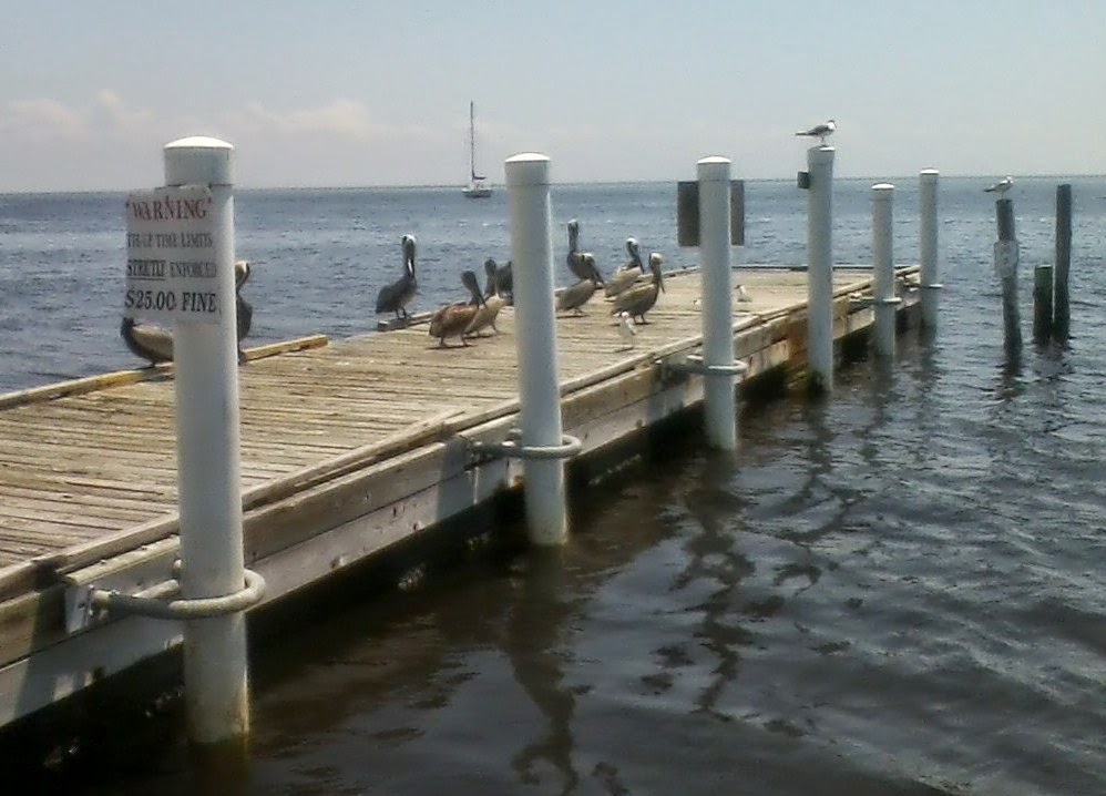 Hobbes Hobbles to Florida: Sail to Seahorse Key (Cedar Keys)