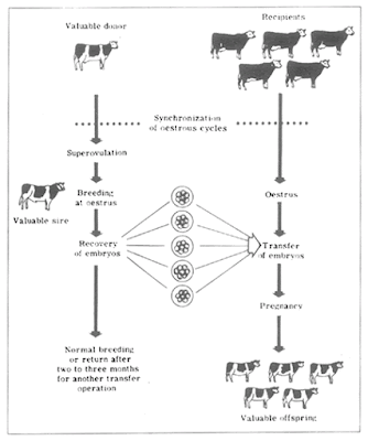 Embrio Transfer (TE), bag 2. - Mydokterhewan