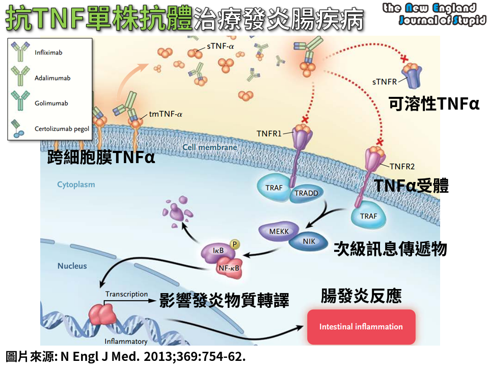 [臨床藥學] 抗TNF單株抗體用於治療發炎性腸疾病 (Tumor Necrosis Factor Inhibitors for ...
