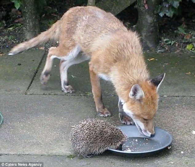 White Wolf : Housewife films the moment a fox joins a hedgehog for dinner