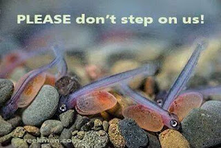 Rainbow trout/salmon sac fry/parr pattern ~ Matt Supinski's Gray Drake ...