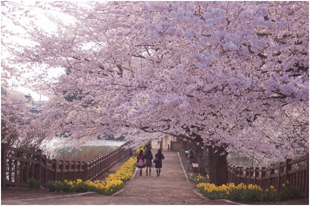 Musim Semi Di Jepang | Chiisana Sekai